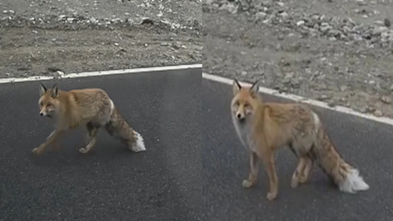 Tourists Capture Stunning Footage of a Red Fox Near Pangong Tso, Ladakh ...